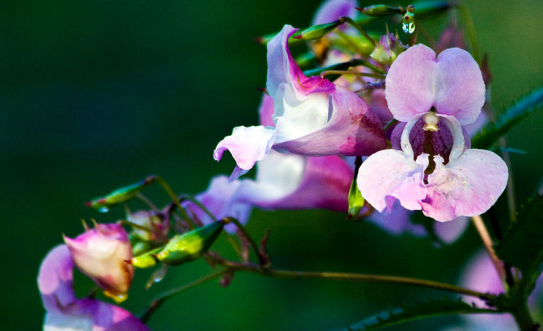 Fleur de Bach no 18: Impatiens, Impatience | Ekinesia