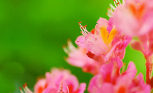 Fleur de Bach no 25: Red Chestnut, Marronnier rouge | Ekinesia