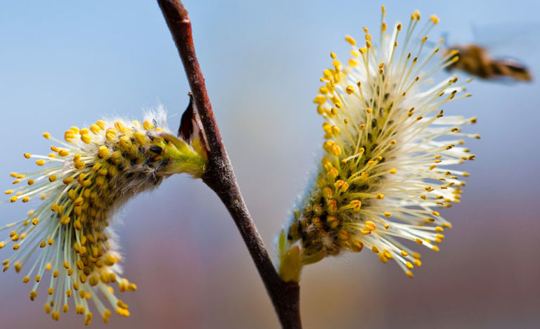38-12-fleur-de-bach-numero-38-saule-willow-salix-alba-subsp-vitellina | Ekinesia